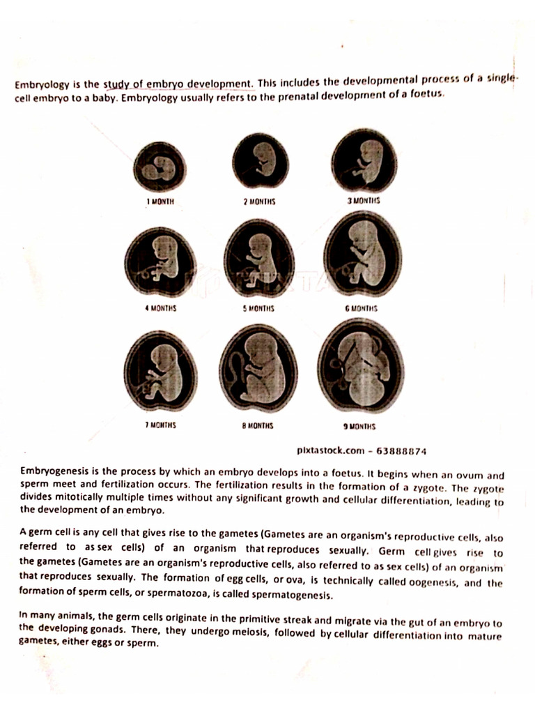 Embryology Note | PDF