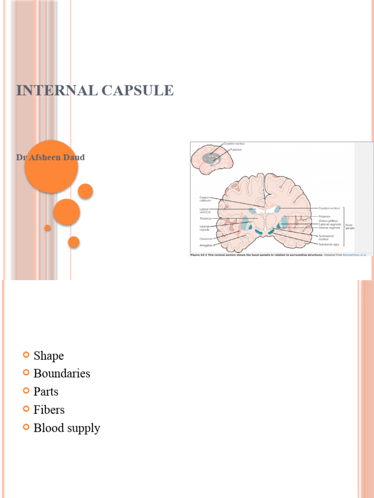 Internal Capsule Anatomy Overview | PDF | Science & Mathematics