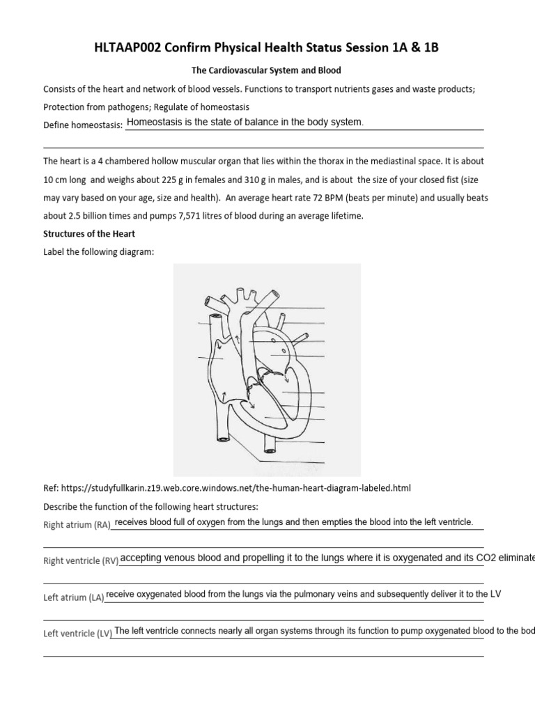 HLTAAP002 1B CVS ST - Answers | PDF | Heart | Heart Valve