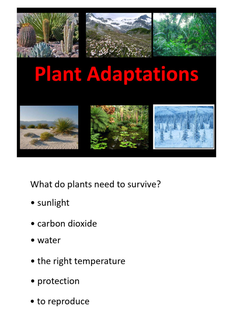 Plant Adaptations | PDF | Plants | Trees