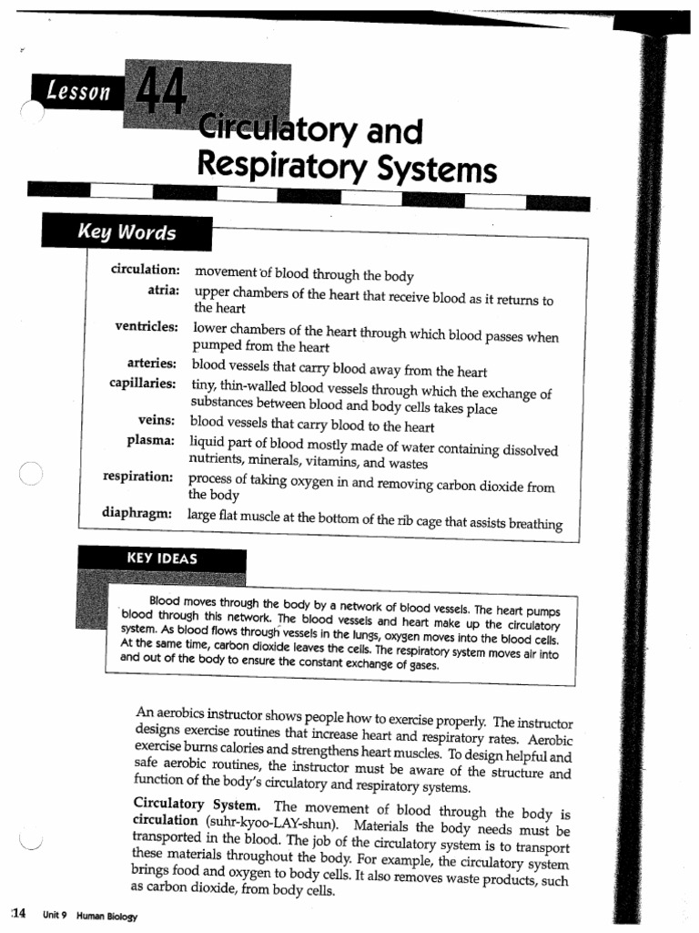 Circulatory and Respiratory System | PDF