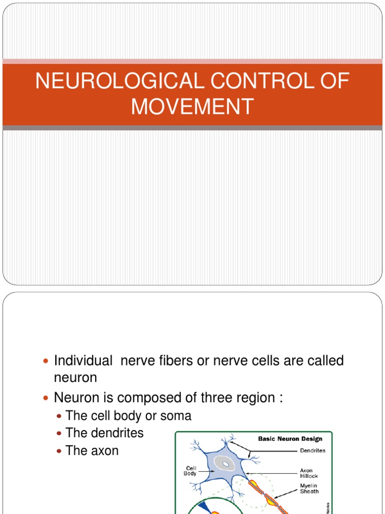 Neurological Control of Movement Explained | PDF | Action Potential ...
