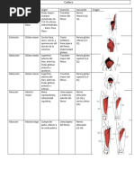 Tabla de M-Sculos Del Miembro Inferior | PDF | Sistema musculoesquelético | Anatomía humana