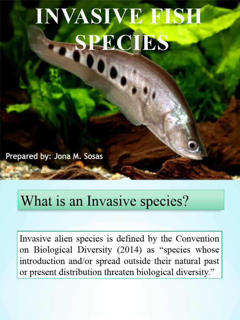 Report No.1 Invasive Species | PDF | Introduced Species | Fish