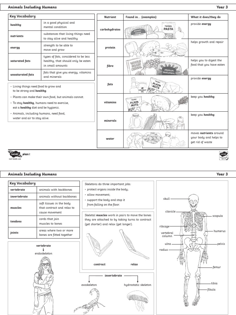 Year 3 Science | PDF | Skeleton | Skeletal System