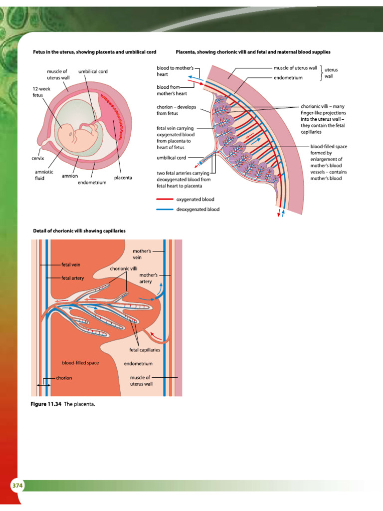 Placenta in Pregnancy | PDF