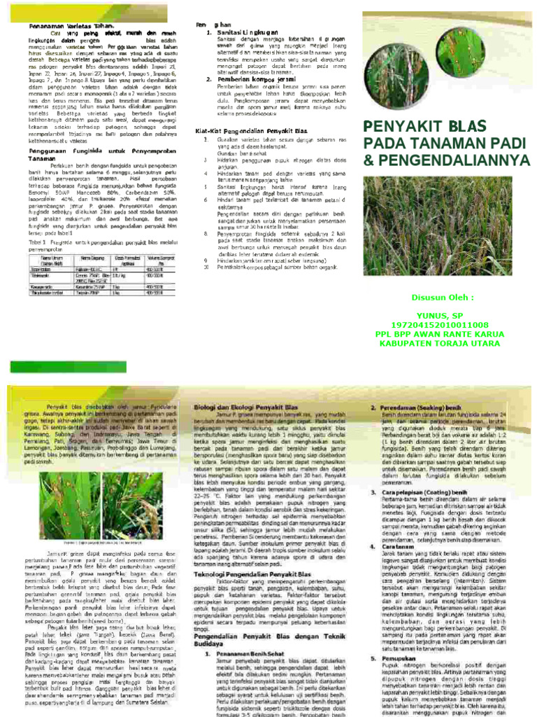 Penyakit Blas Padi (OK) | PDF