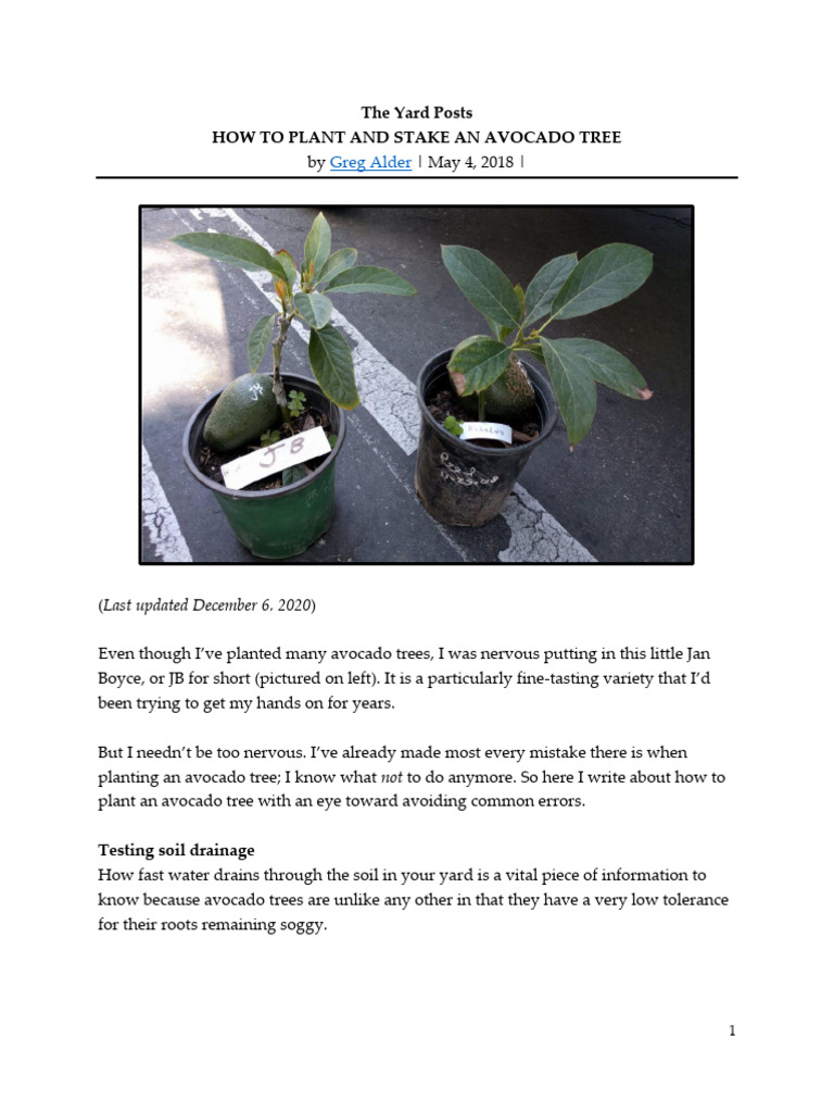 Planting-How To Plant & Stake An Avocado Tree-Greg Alder | PDF | Trees ...