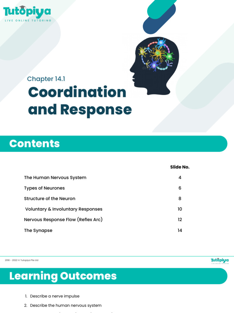 14 1 Coordination And Response Pdf Neuron Nervous System