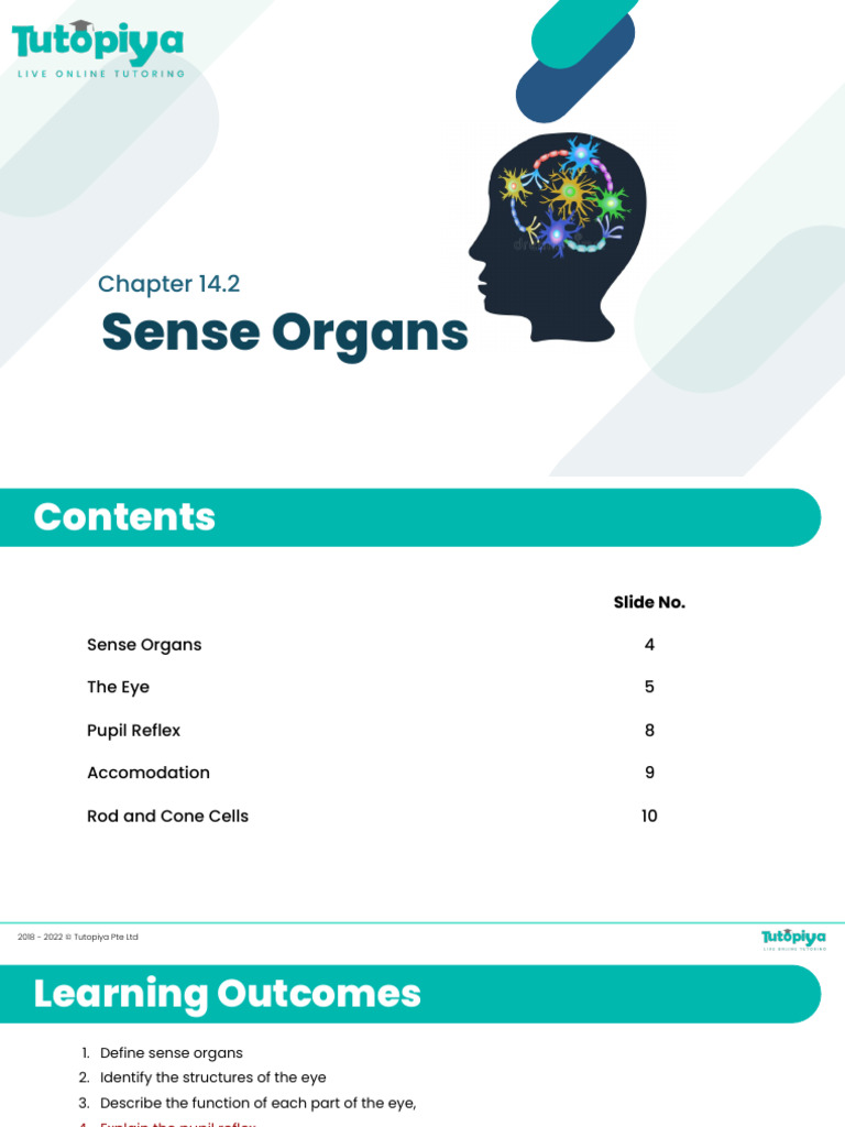14.2 Sense Organs | PDF | Eye | Senses