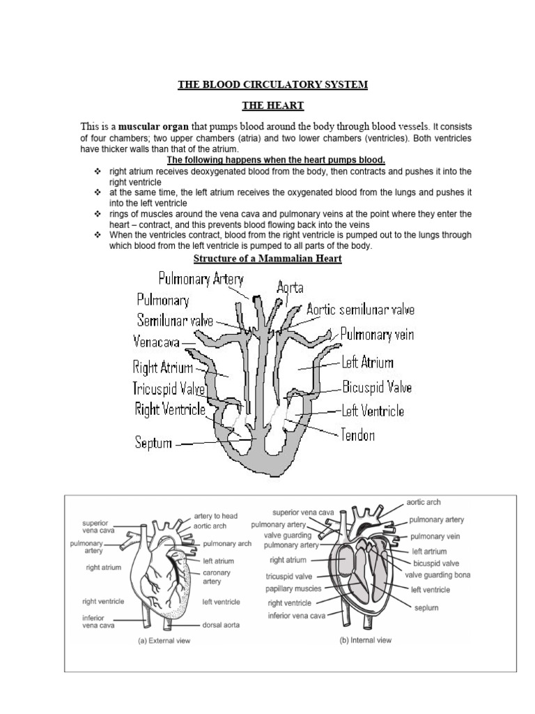 Understanding the Human Heart and Circulation | PDF | Blood Type | Heart
