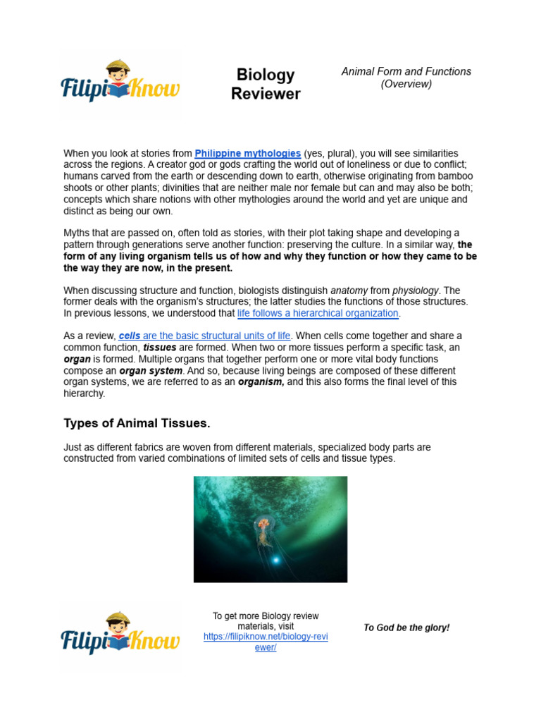 Animal Form and Functions Reviewer | PDF | Epithelium | Muscle
