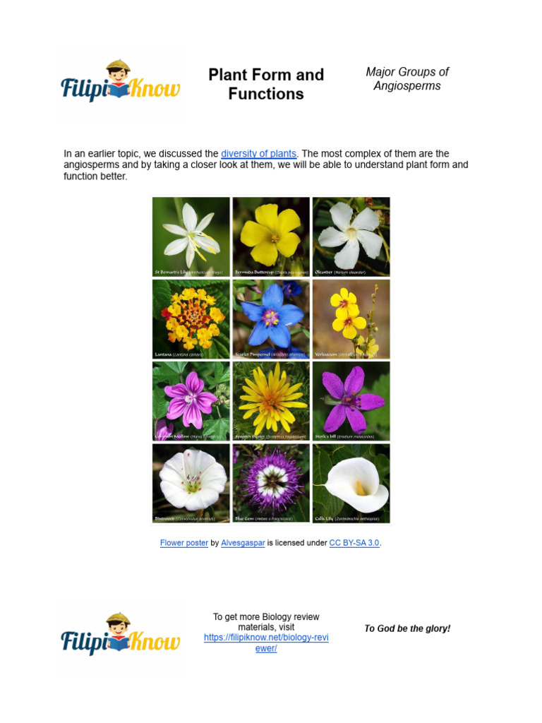 Major Groups of Angiosperms Reviewer | PDF | Leaf | Plant Reproduction