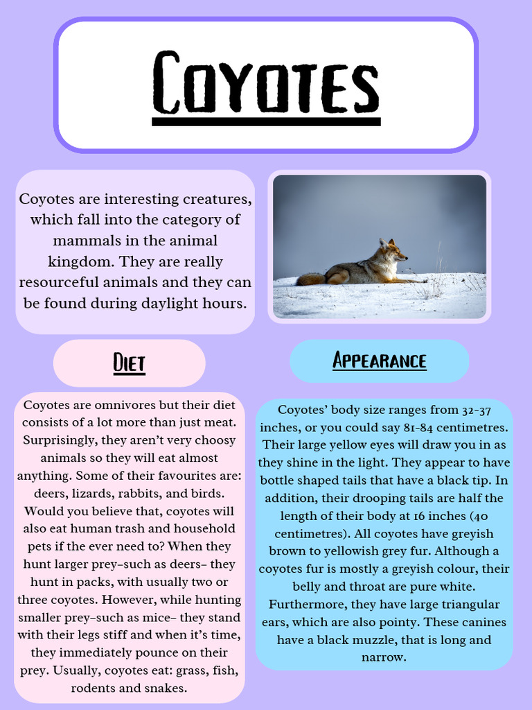 Coyotes 4 | PDF | Coyote | Zoology