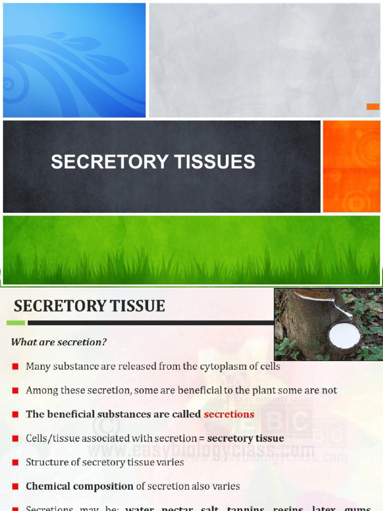 Secretory-Tissue-in-Plants-PPT (1) | PDF