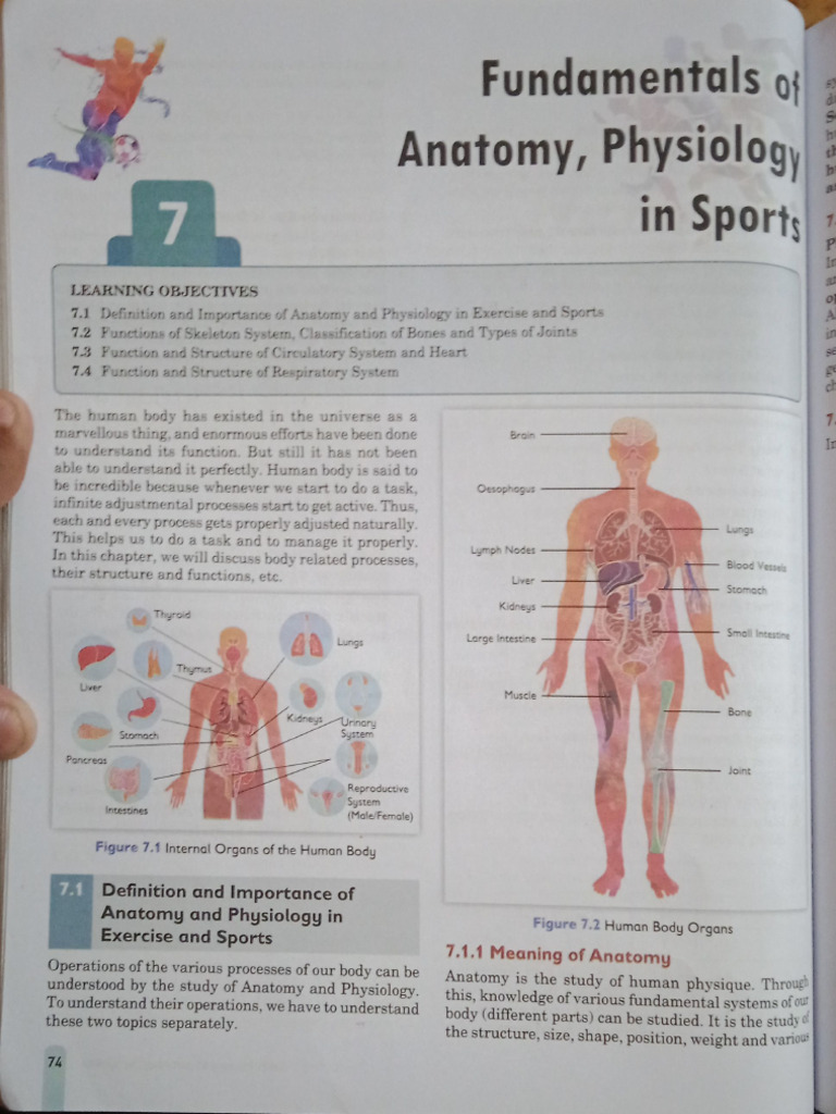 Fundamentals of Anatomy Physiology in Sports | PDF