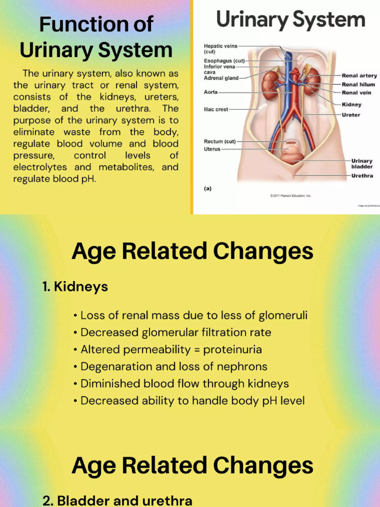 Physiological Changes in Aging Affecting Various System - Urinary | PDF