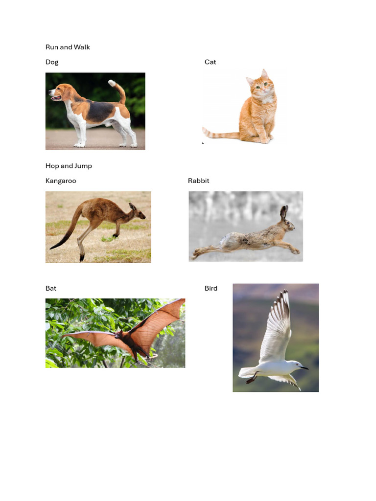 Animal Movement Homework | PDF