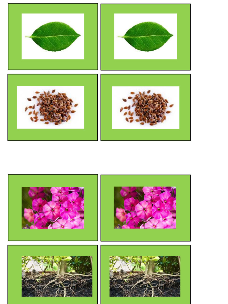 4 - MEMORY GAME - Plants | PDF