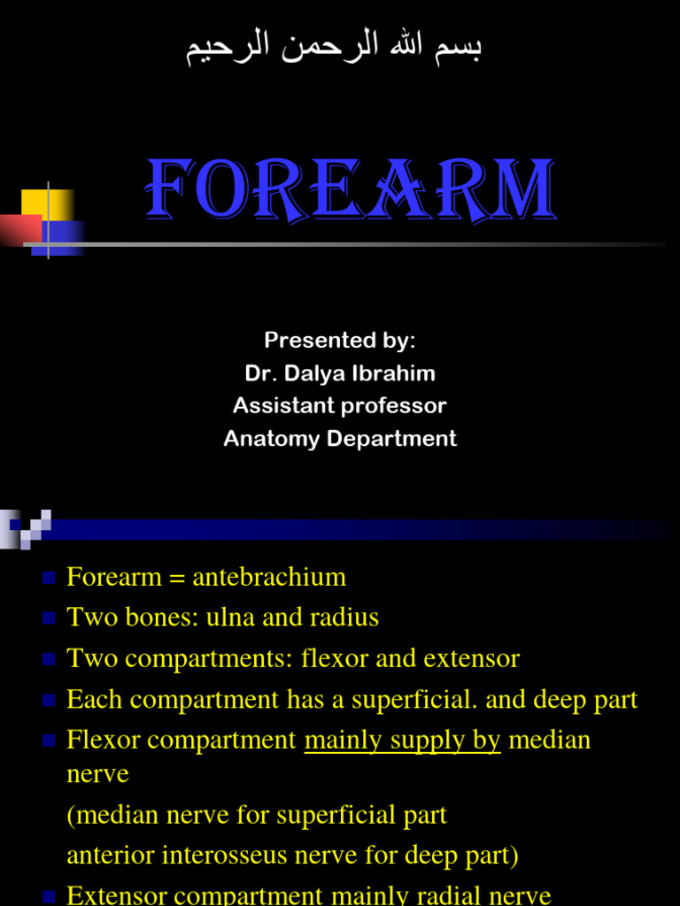 Forearm Anatomy 25 | PDF | Thumb | Hand
