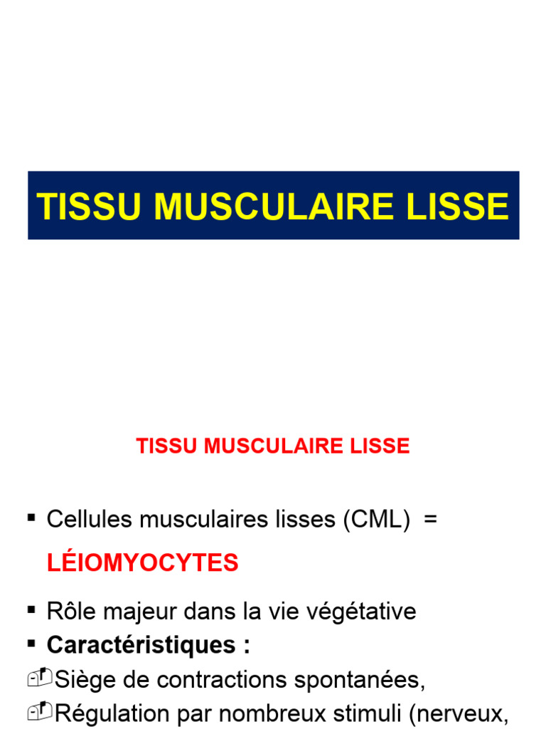 Tissu Musculaire Lisse | PDF | Contraction du muscle | Muscle