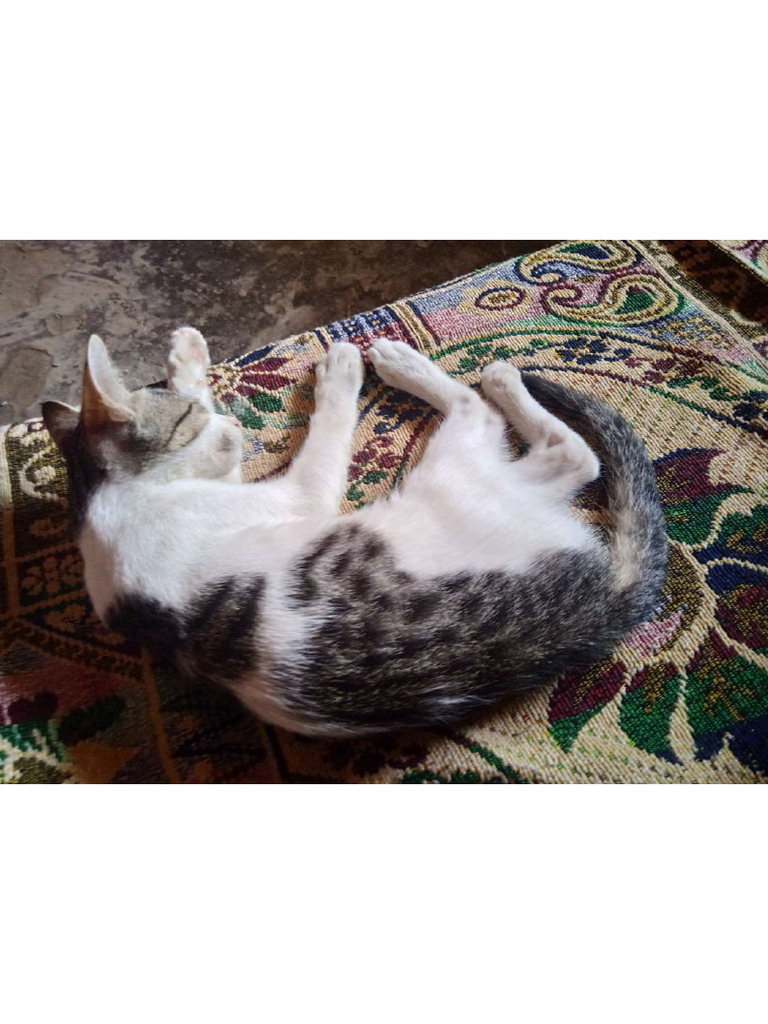 Nepali Cat Pres 2 | PDF
