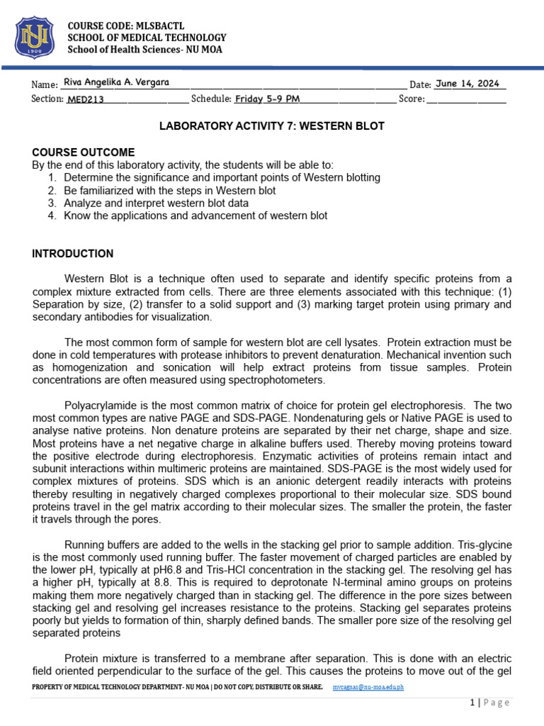 Vergara - Labsheet 7 - Western Blot | PDF | Western Blot | Polyacrylamide Gel Electrophoresis