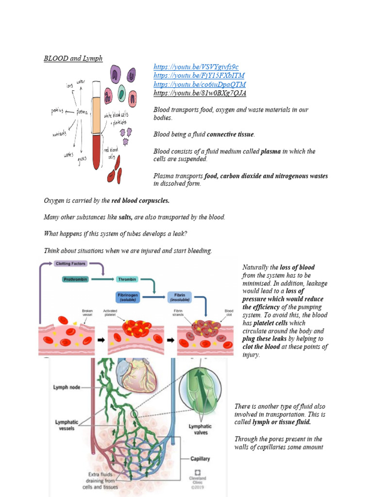Blood And Lymph Lesson Summary Pdf Blood Lymph