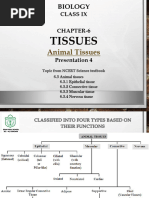 Class 9th Animal Tissue Notes | PDF | Epithelium | Muscle