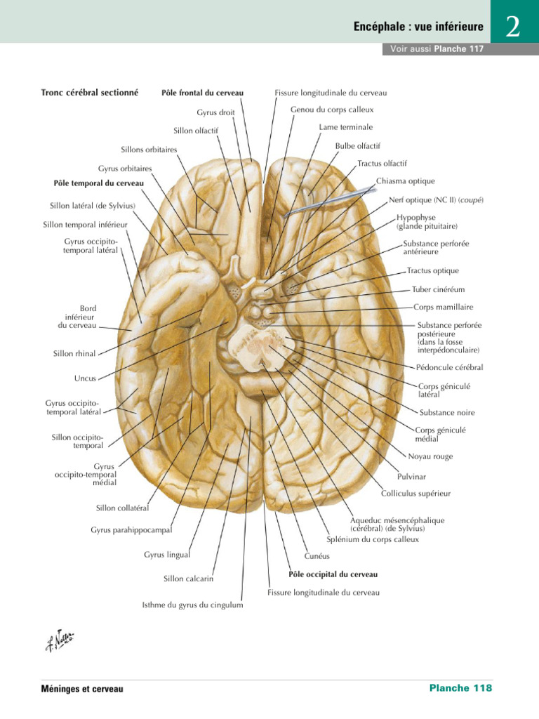 Vue inférieure de l'encéphale | PDF | Circonvolution cérébrale | Cerveau