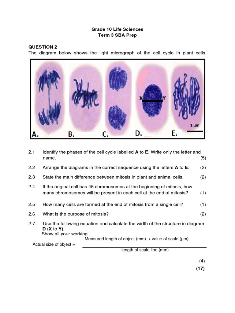 SBA Prep | PDF | Teaching Methods & Materials | Science & Mathematics