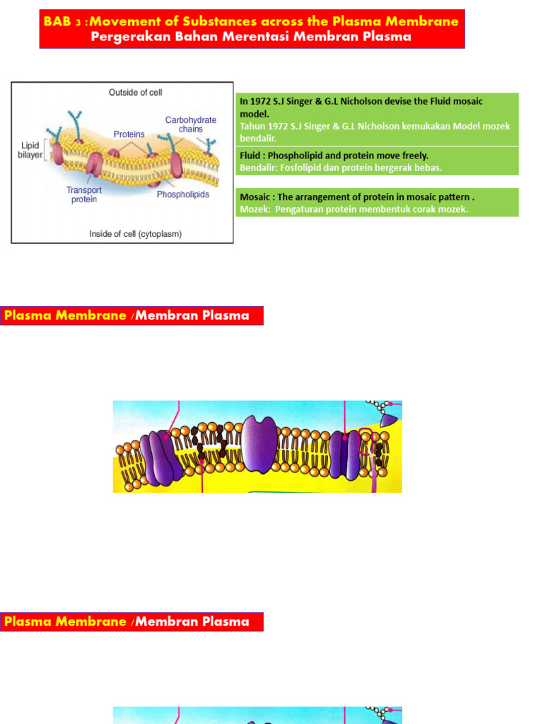 Bio Form 4 Chapter 3 Stu | PDF | Cell Membrane | Osmosis