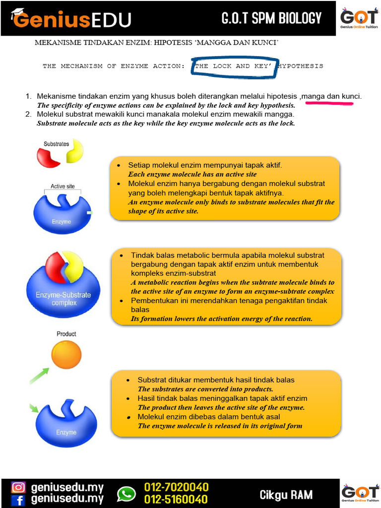 BIOLOGY f4 C5 | PDF | Enzyme | Active Site