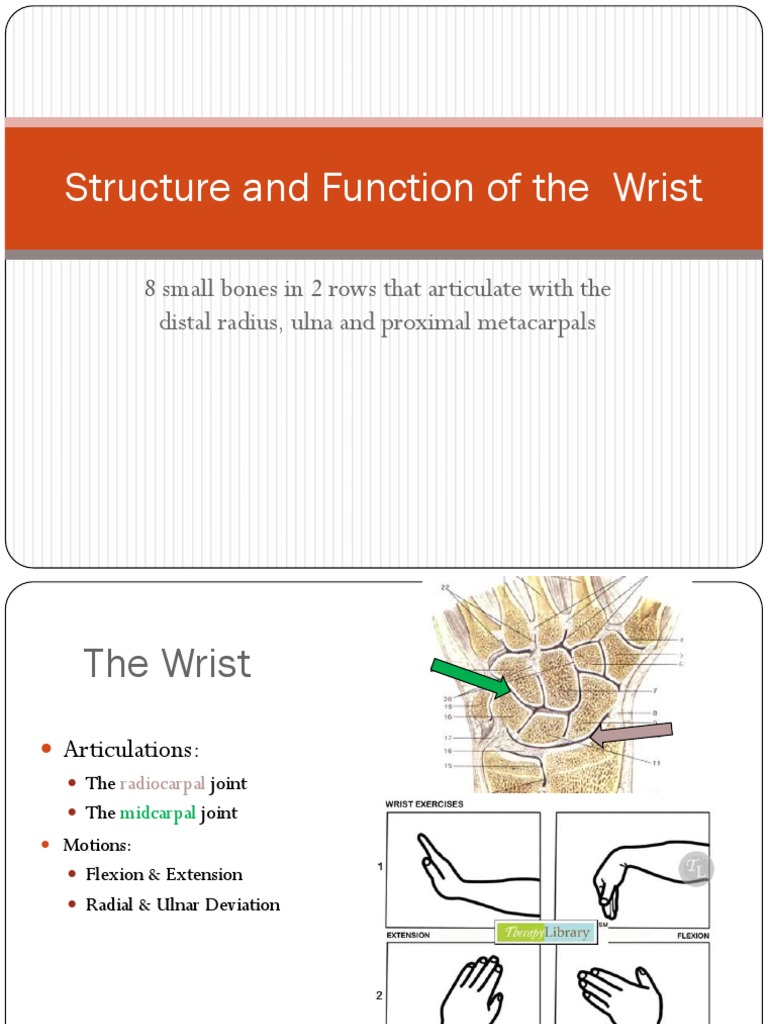 Kinesiology Wrist | Hand | Musculoskeletal System