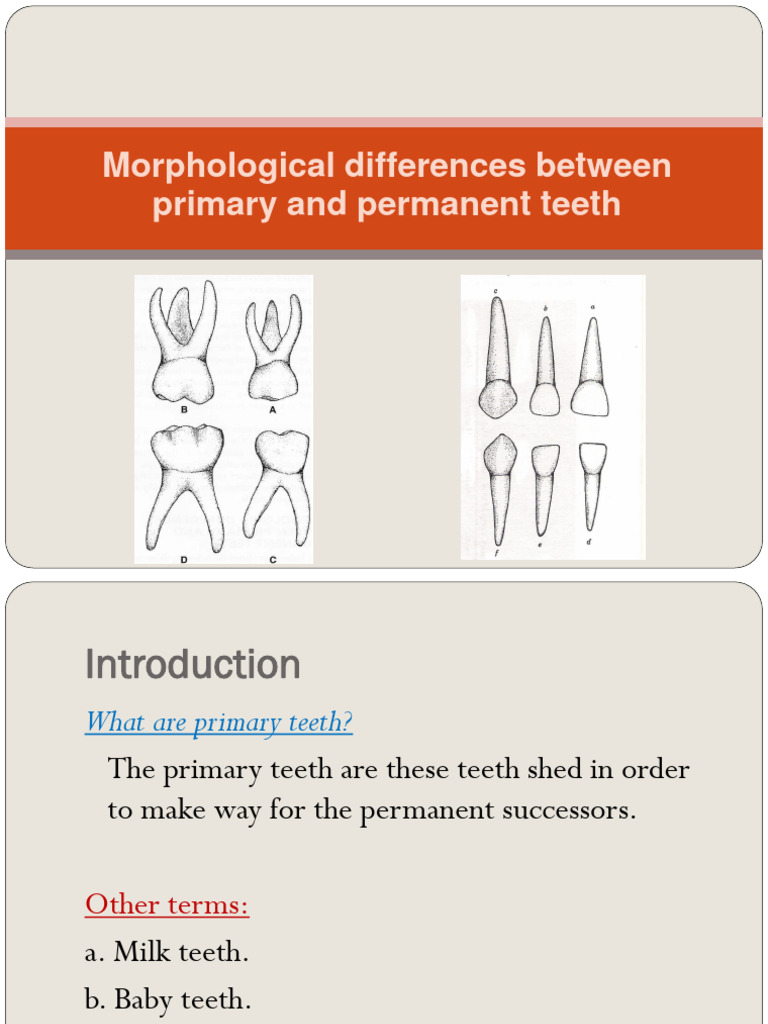 Differences Between Primary and Permanent Teeth | PDF | Tooth Enamel | Dentin