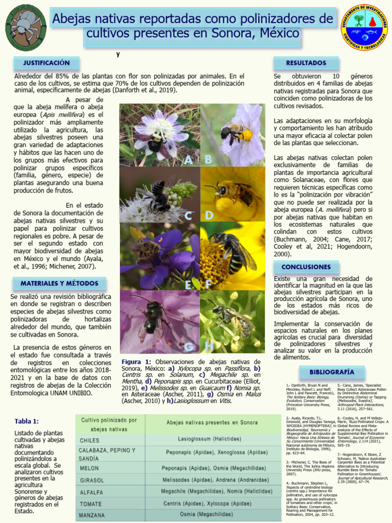 Cartel_abejas Nativas Mayo 2022 | PDF | Western Honey Bee | Polinización
