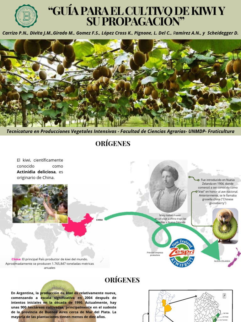 Fruticultura G14 Kiwi Presentacion | PDF | Botánica | Plantas