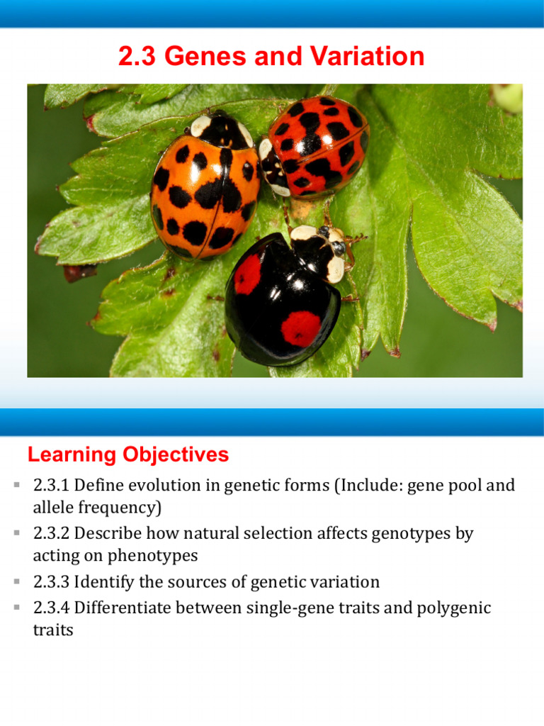 2.3 Genes and Variations | PDF | Allele | Gene