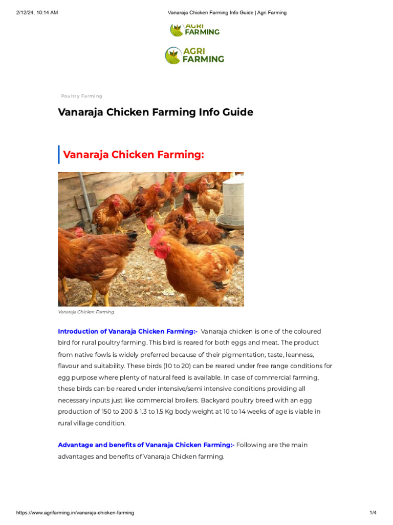 Vanaraja Chicken Farming Info Guide - Agri Farming | PDF | Chicken ...
