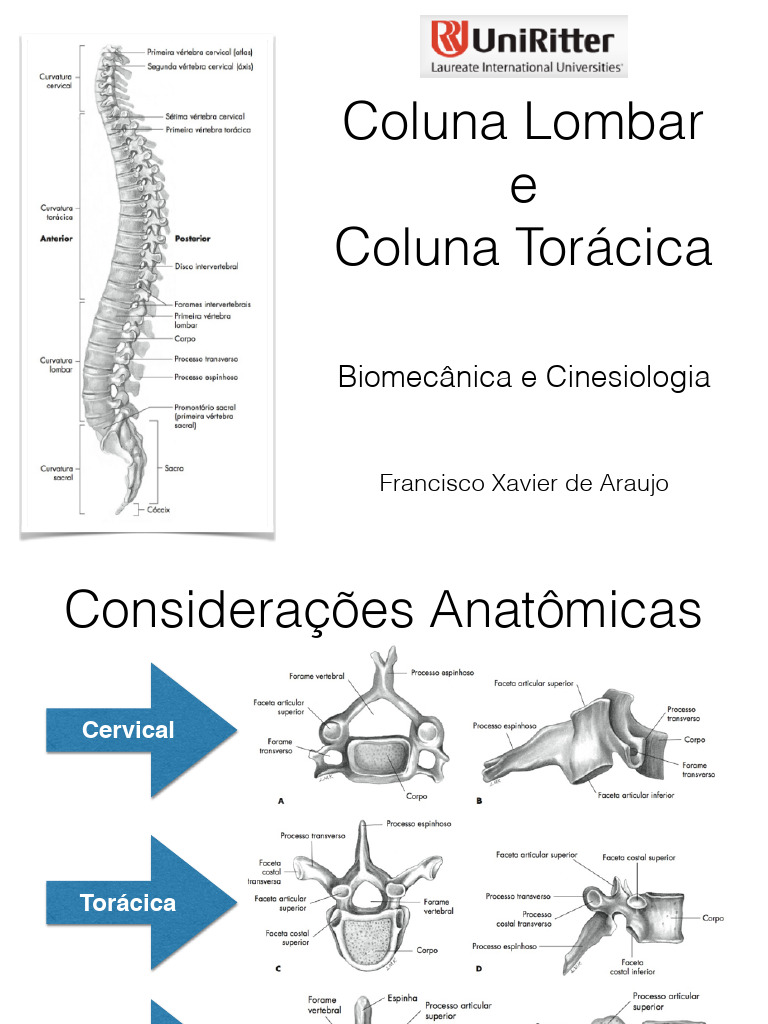 Aula 13 - Coluna Lombar e Torácica - 2018 - 1 | PDF | Coluna vertebral ...