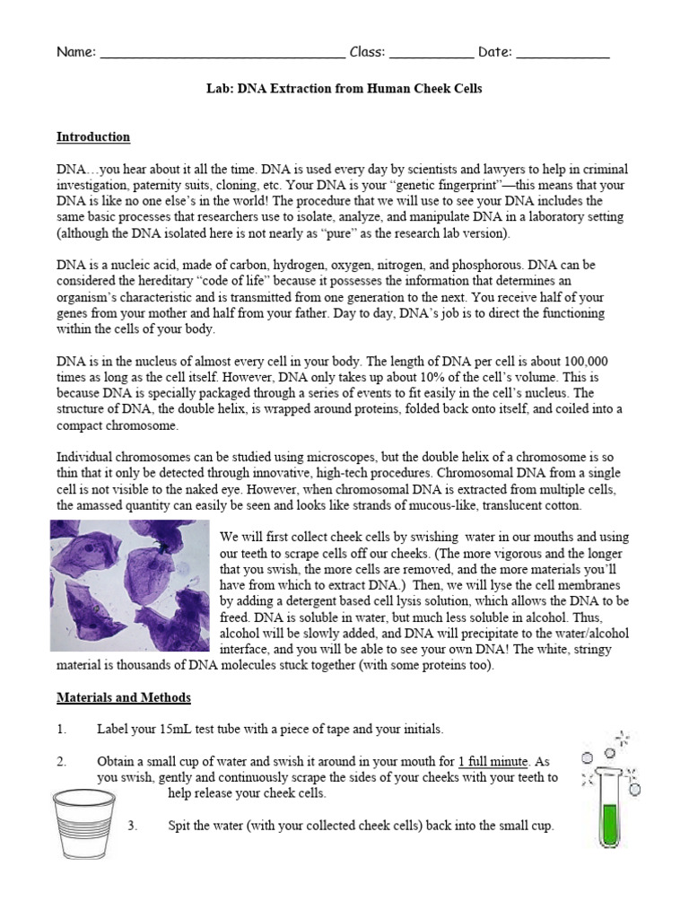 DNA Extraction | PDF | Dna | Cell (Biology)