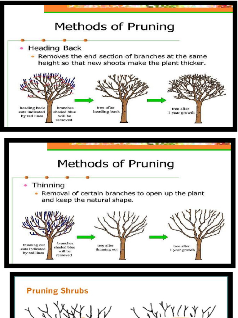 Process of Pruning | PDF