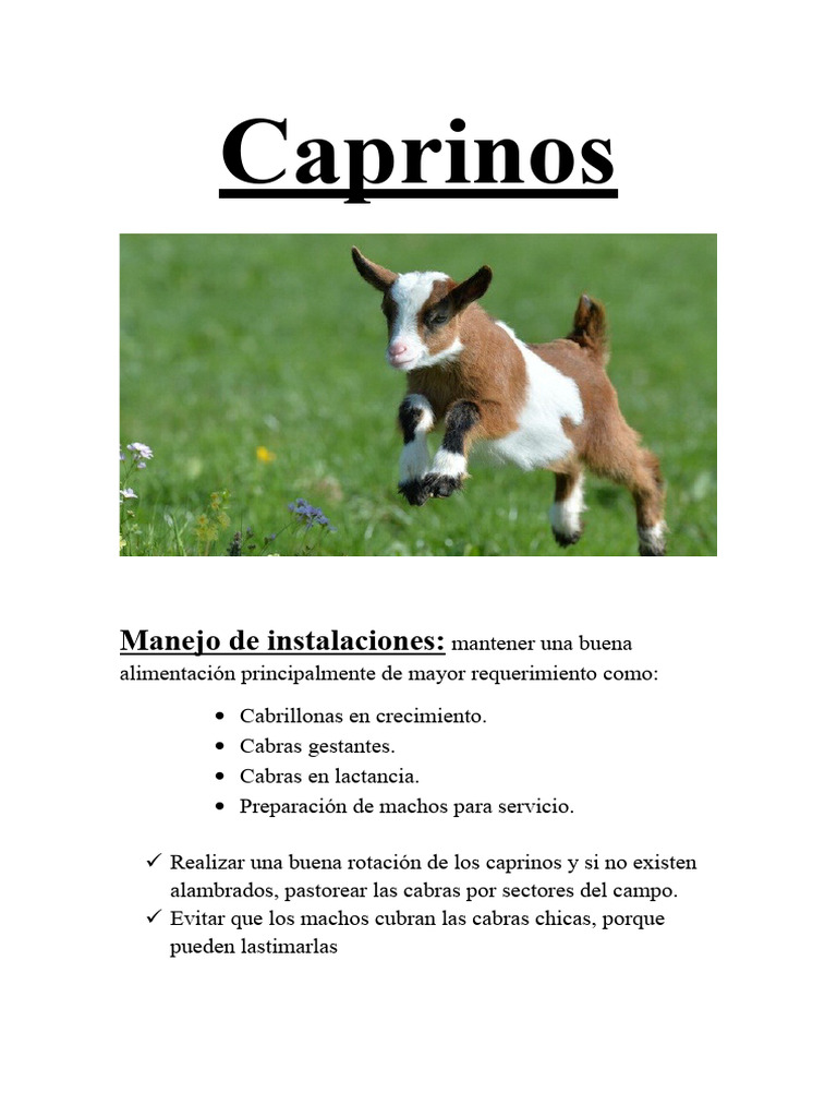 Caprinos | PDF
