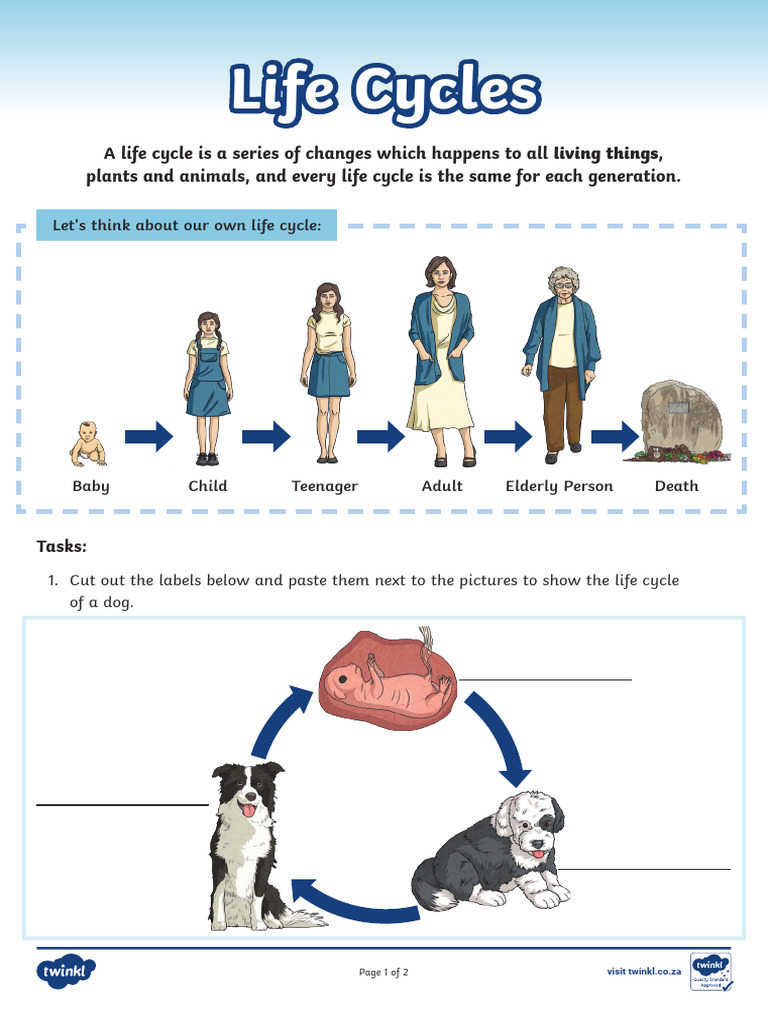 Life Cycles of Humans, Dogs and Birds | PDF
