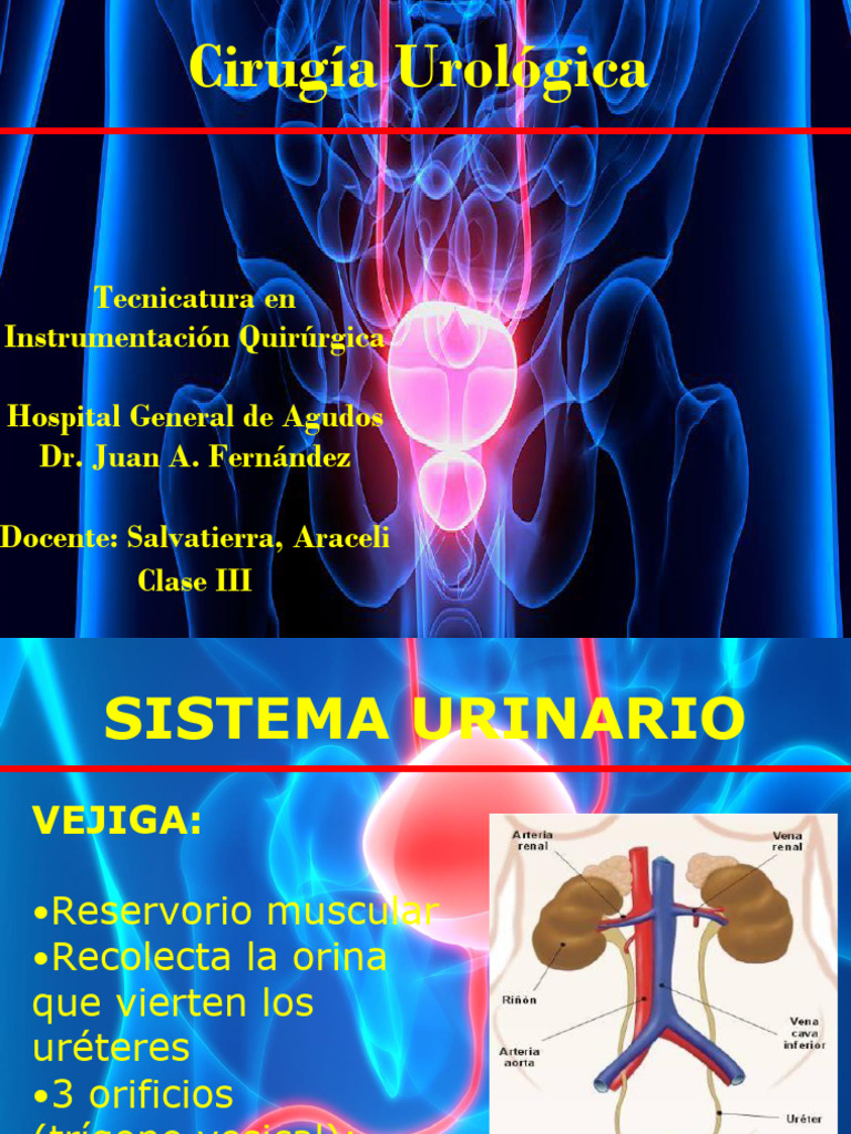 CLASE URO 3 final | PDF | Pelvis | Sistema genitourinario
