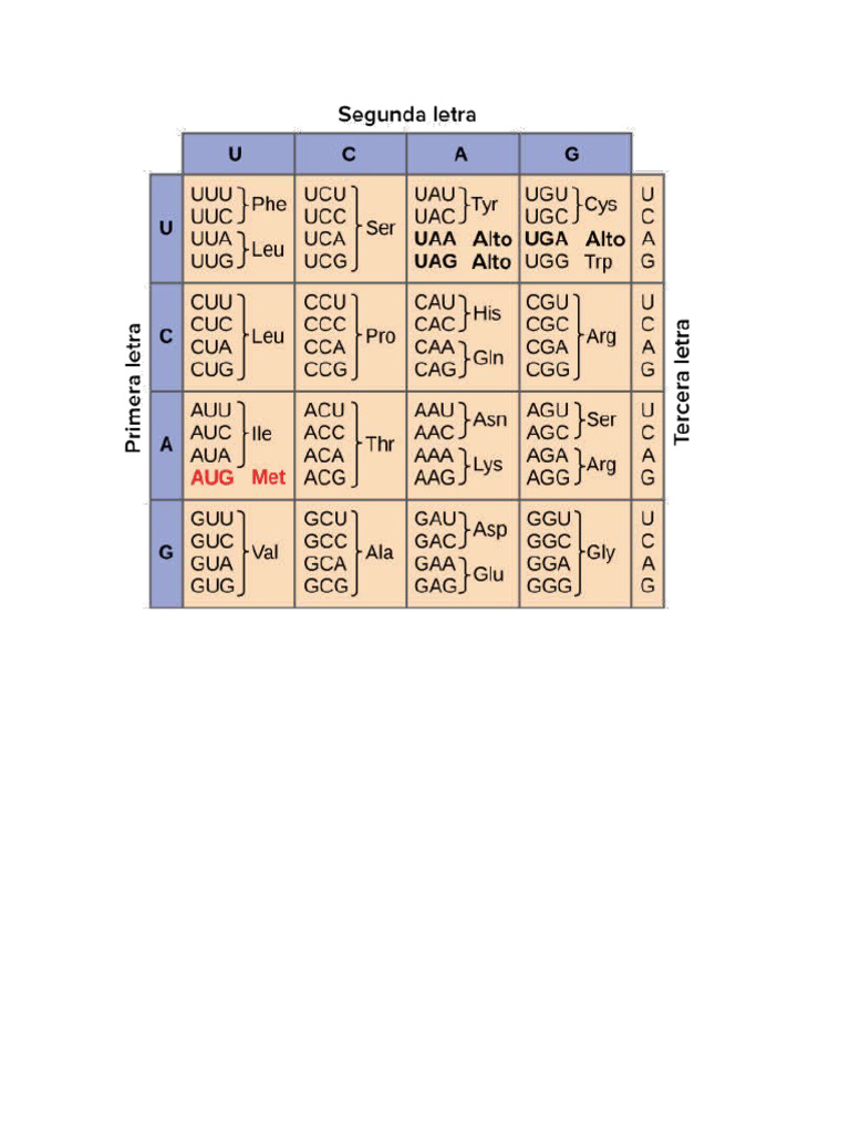 Tabla de proteínas ADN | PDF