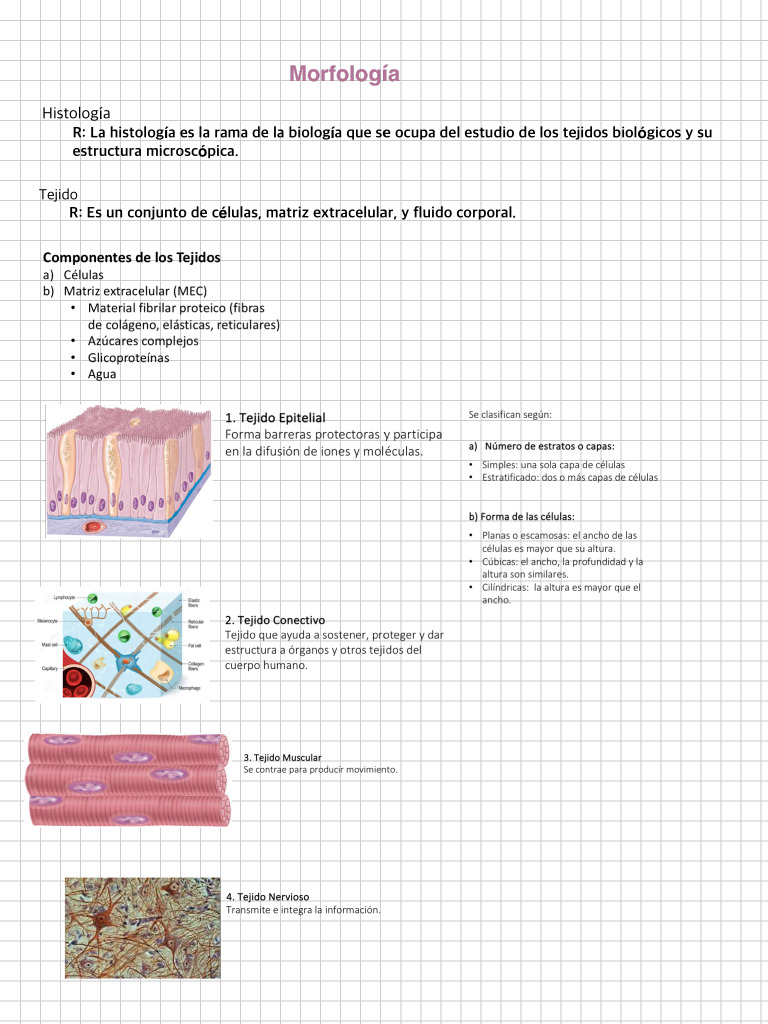Morfo Examen | PDF