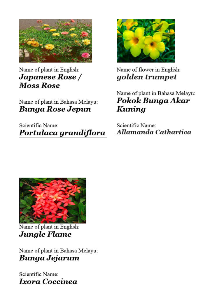 Name of Plant in English | PDF | Foreign Language Studies | Home & Garden