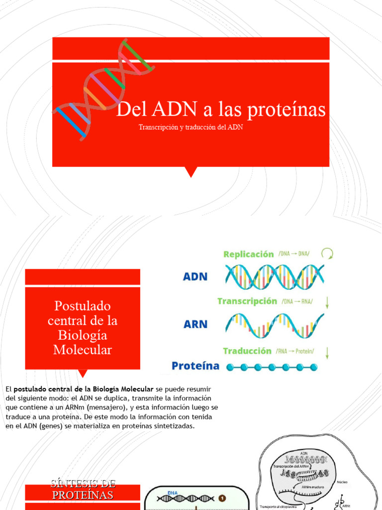 Del ADN A Las Proteínas - 2024 | PDF | Traducción (biología) | Adn