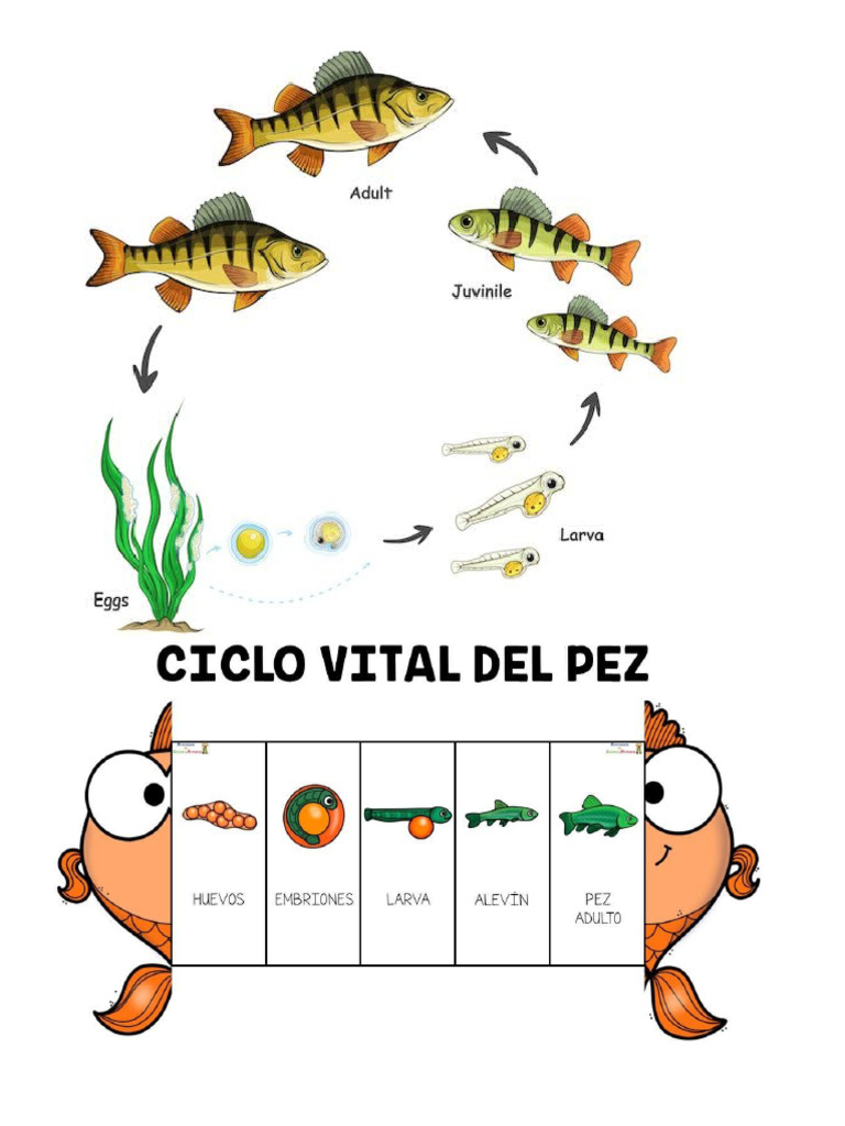 Ciclos de Vida | PDF